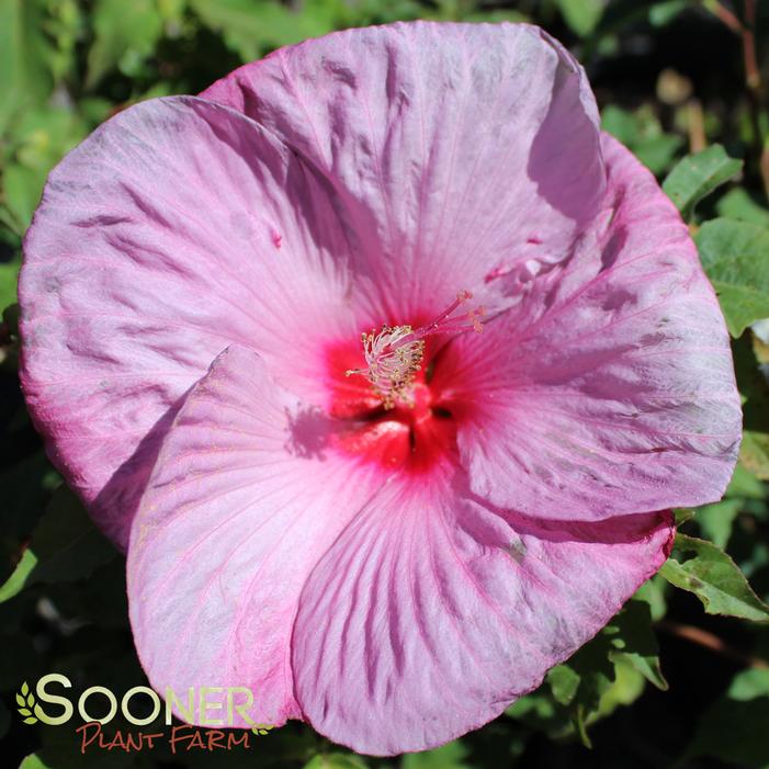 Dinnerplate Hibiscus Hardy Hibiscus Fleming Small Wonders Seeds - 20 ...