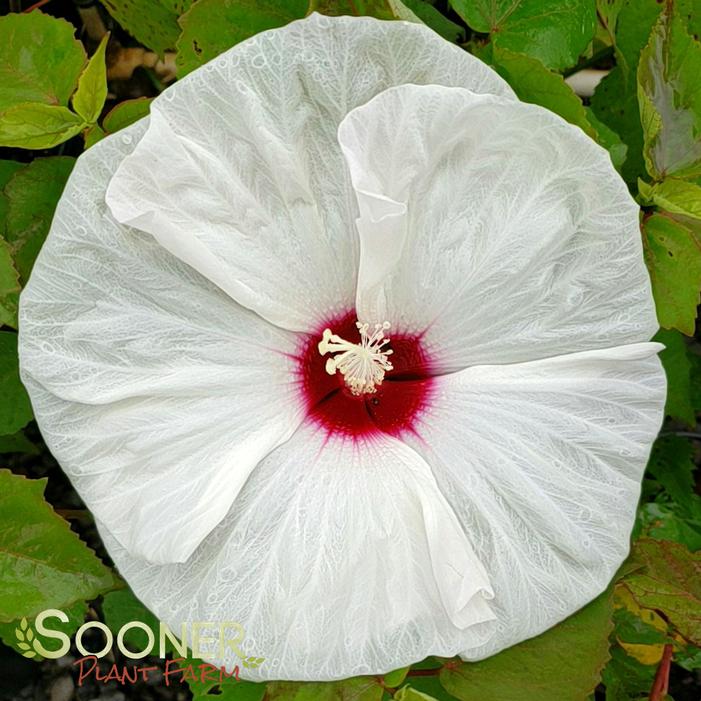 Dinnerplate Hibiscus Hardy Hibiscus Fleming Small Wonders Seeds - 20 ...