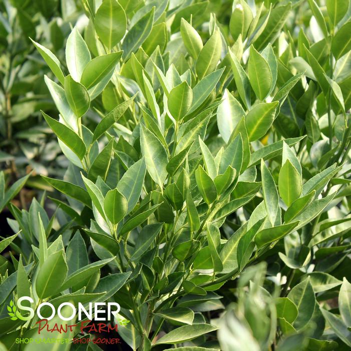 Bumper™ Satsuma | Sooner Plant Farm
