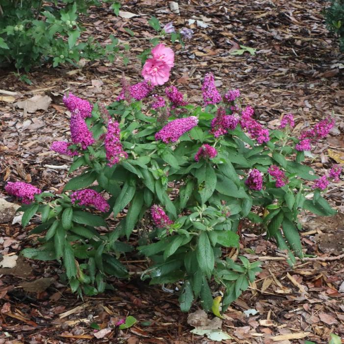 Pugster Pico Punch™ Butterfly Bush | Sooner Plant Farm