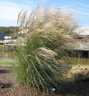 Yaka Jima Dwarf Maiden Grass | Sooner Plant Farm