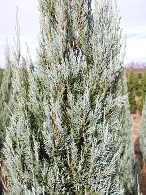Welchi Juniper | Sooner Plant Farm