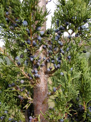 Admiral Juniper | Sooner Plant Farm