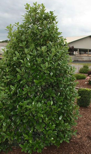 Little Red Robin Holly