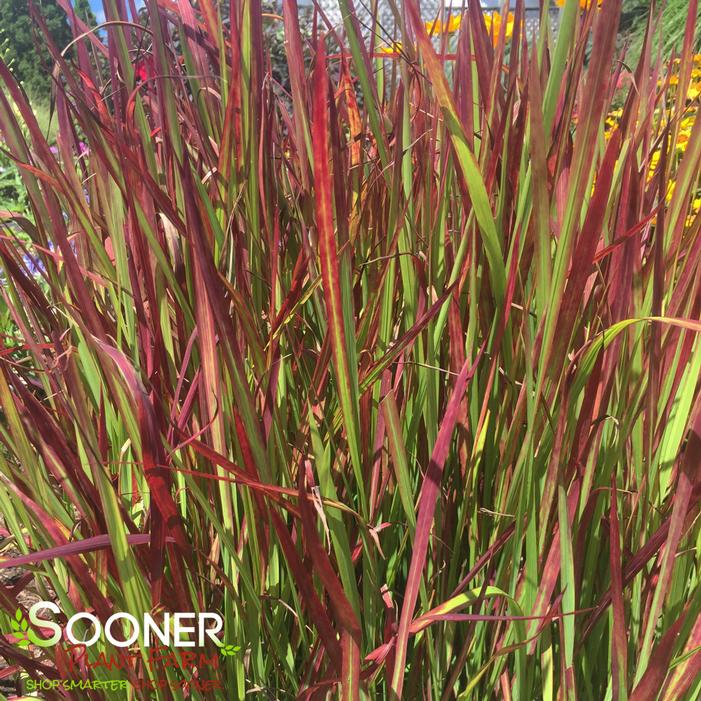 Red Baron Japanese Blood Grass | Sooner Plant Farm