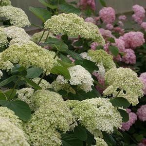 Lime Rickey® Hydrangea | Sooner Plant Farm