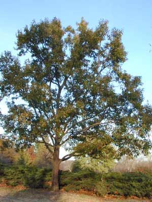 Sawtooth Oak | Sooner Plant Farm