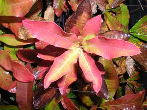 Shingle Oak | Sooner Plant Farm