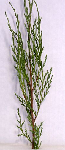 Cologreen Juniper Buy Online Best Prices