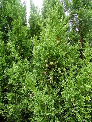 Ames Juniper Buy Online, Best Prices