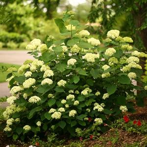 Lime Rickey® Hydrangea Buy Online, Best Prices