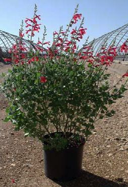 Vermillion Bluffs Mexican Sage Buy Online, Best Prices