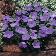 Blue Clips Bellflower | Sooner Plant Farm