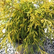 King's Gold False Cypress | Sooner Plant Farm