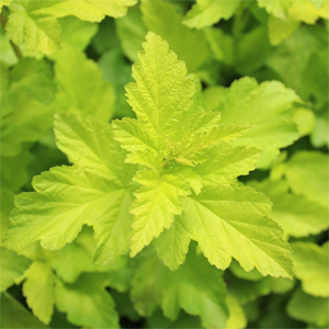 Lemon Candy Ninebark | Sooner Plant Farm